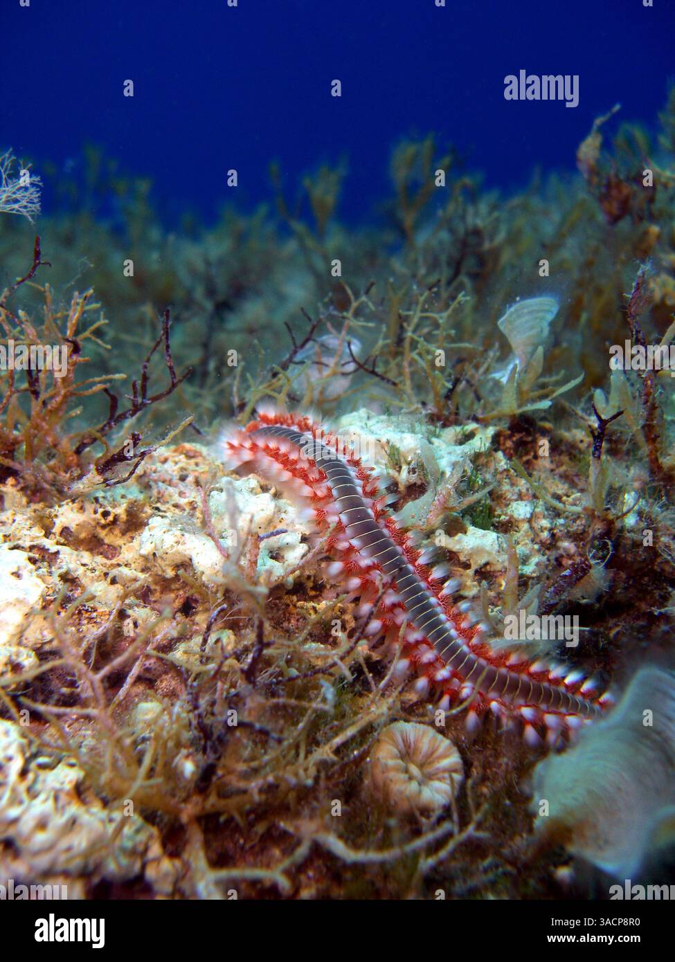 Bearded fireworms (Hermodice carunculata Stock Photo - Alamy