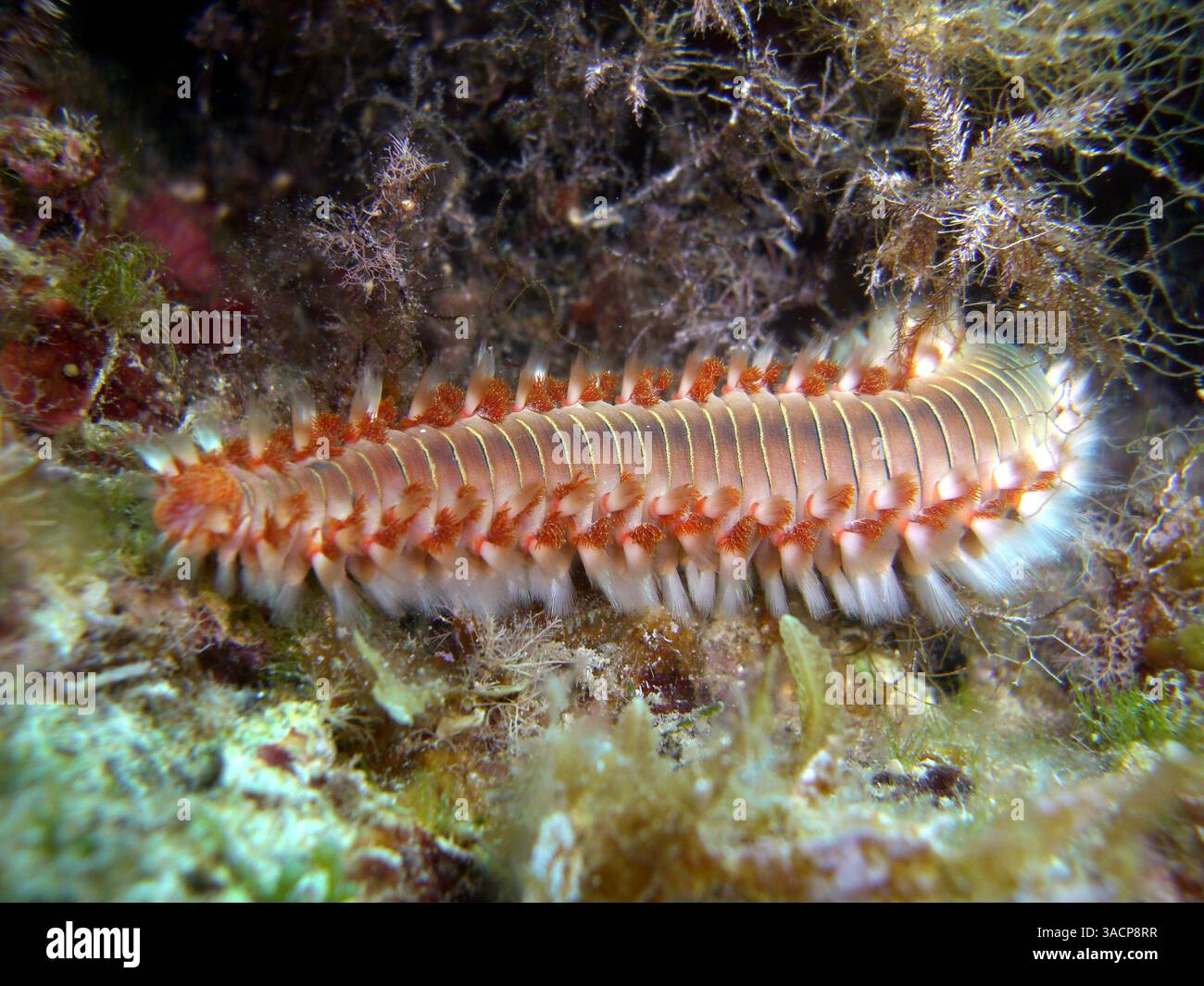 Bearded fireworms (Hermodice carunculata Stock Photo - Alamy