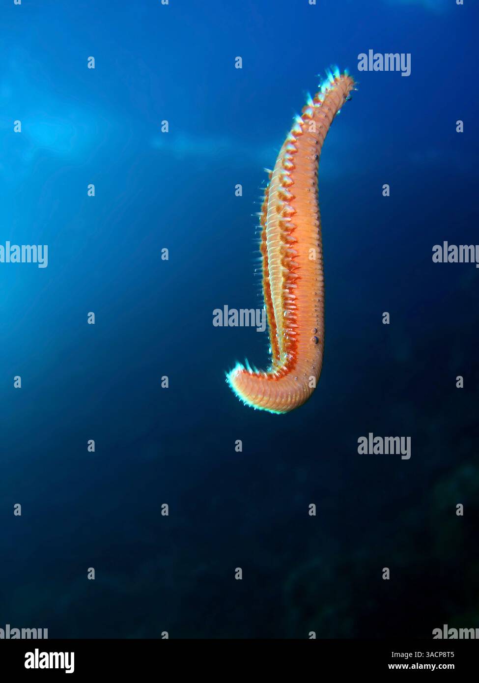 Bearded fireworms (Hermodice carunculata Stock Photo - Alamy