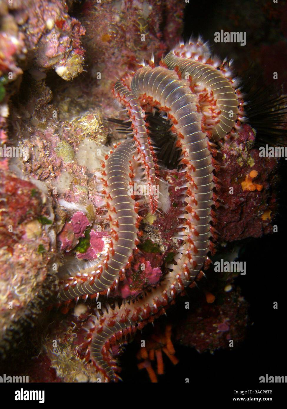 Bearded fireworms (Hermodice carunculata Stock Photo - Alamy