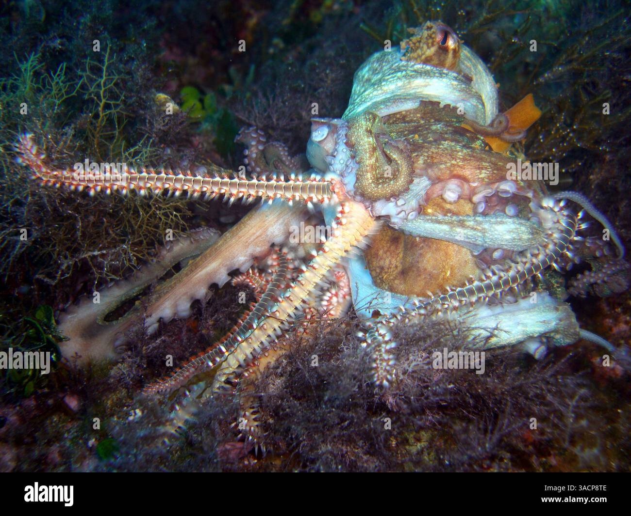 Bearded fireworms (Hermodice carunculata) attacking an octopus (octopus ...