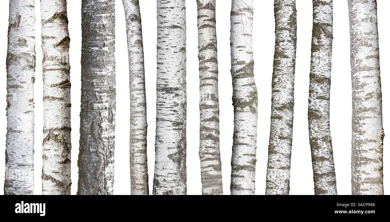 Birch tree trunks Cut Out Stock Images & Pictures - Alamy