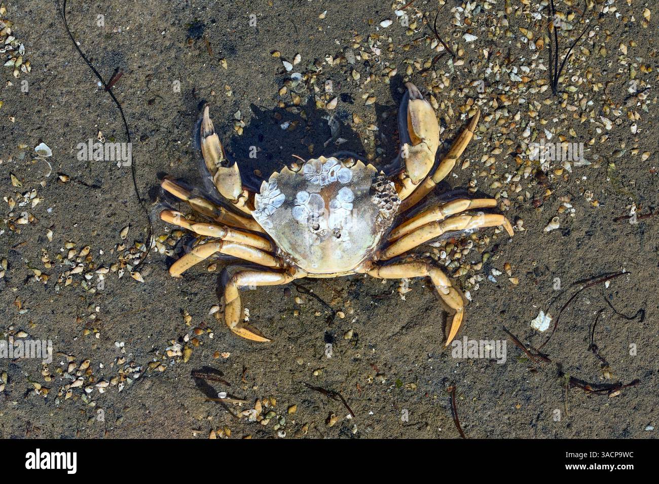 Crab in Mudflats during low Tide in North Sea, Wattenmeer National Park ...