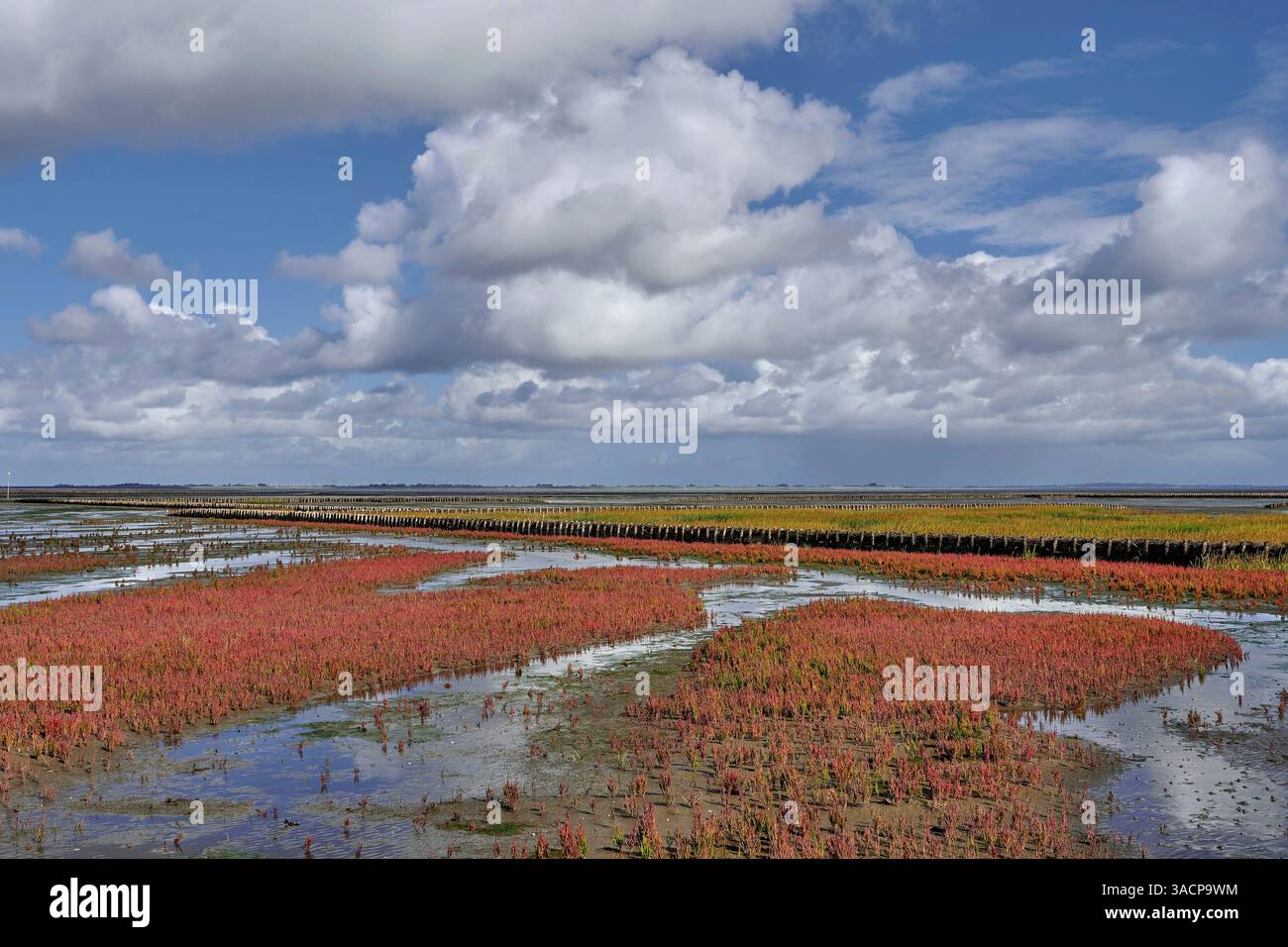 Salicornia salt marsh hi-res stock photography and images - Alamy