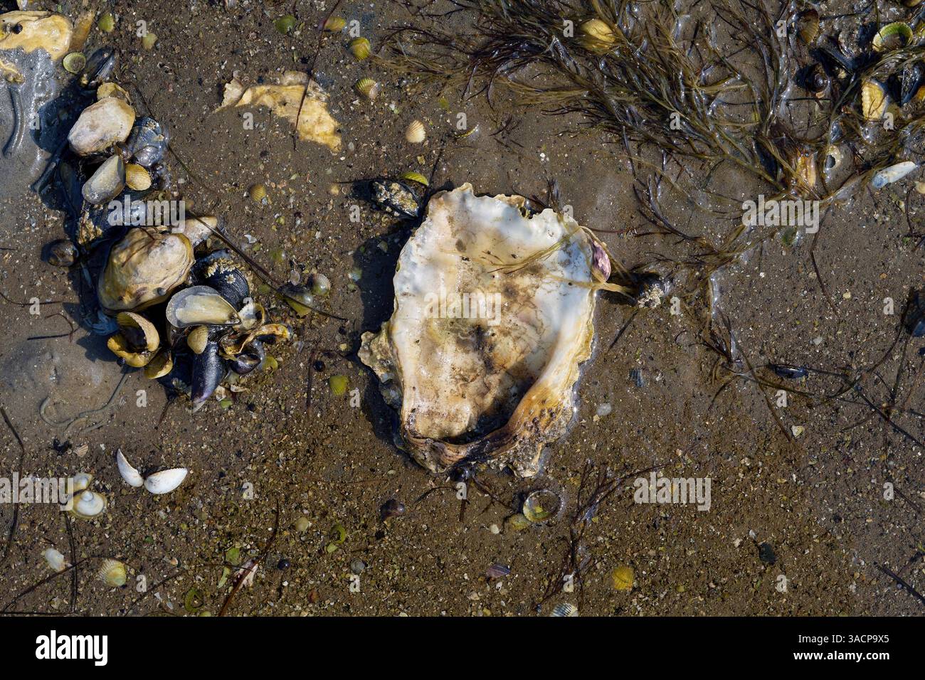 Oyster Shell and Mussel Shells in Mudflats during low Tide in North Sea ...