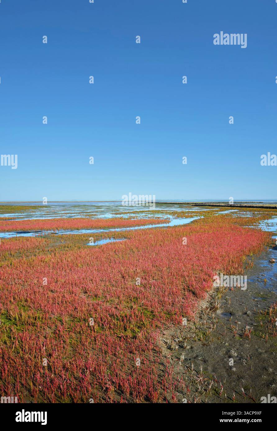 Salicornia salt marsh hi-res stock photography and images - Alamy