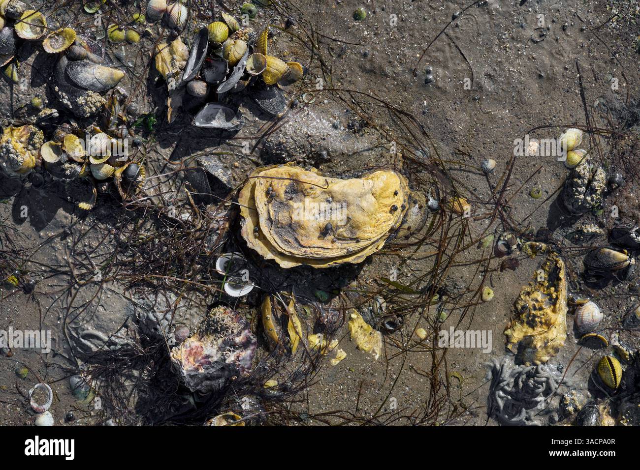 Oyster Shell and Mussel Shells in Mudflats during low Tide in North Sea ...