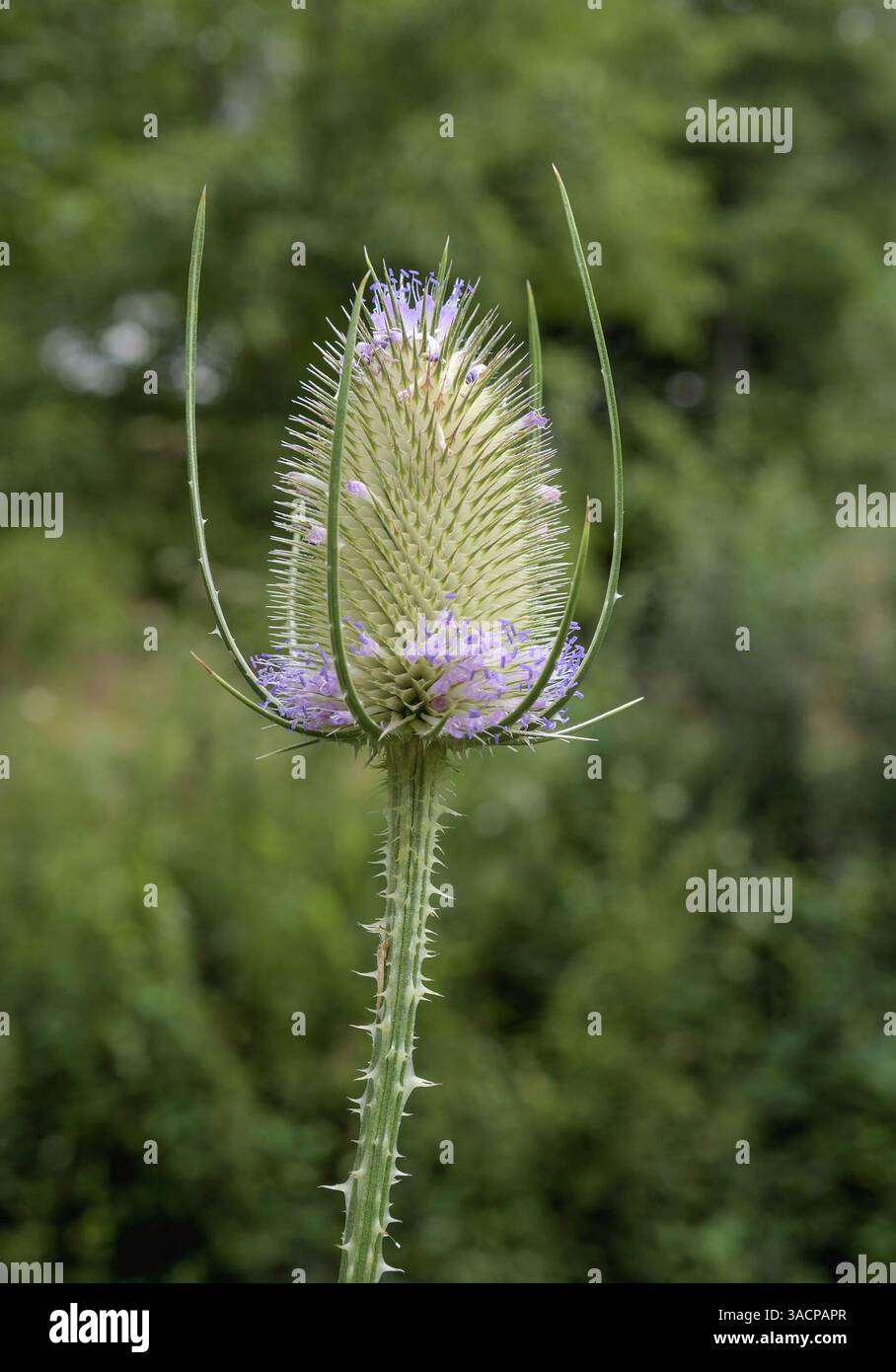common teasel (Dipsacus fullonum), Germany Stock Photo - Alamy