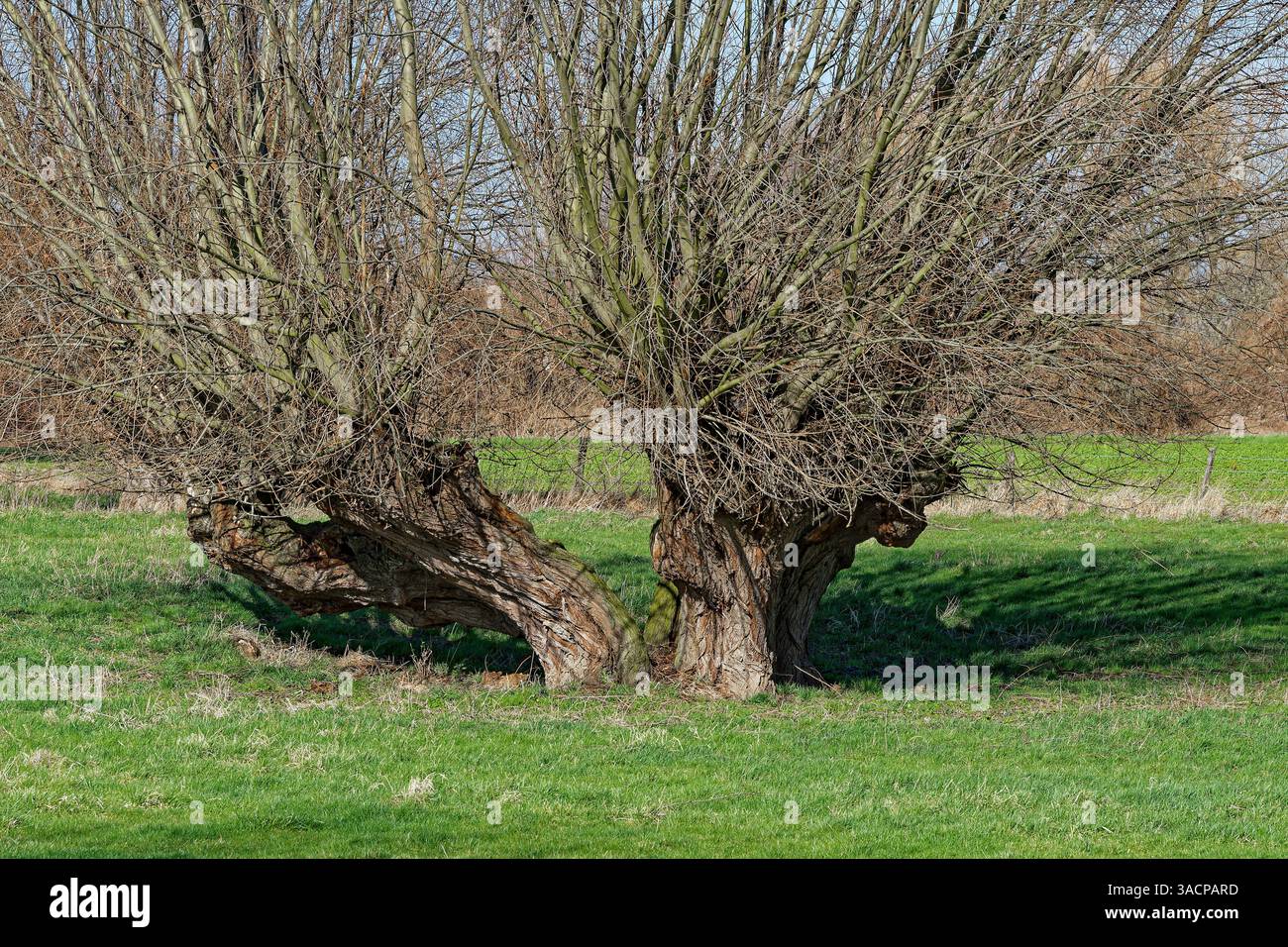 traditional pollard willow tree resp.Salix viminalis on the lower Rhine ...