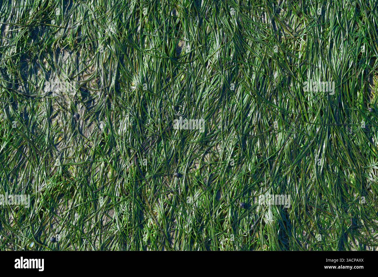 commom dwarf eelgrass resp.Zostera noltii during low tide at north sea ...