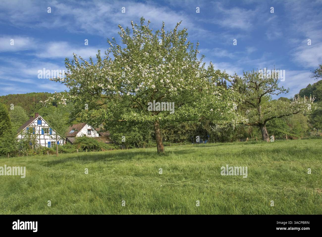 Solingen fruit trail hi-res stock photography and images - Alamy