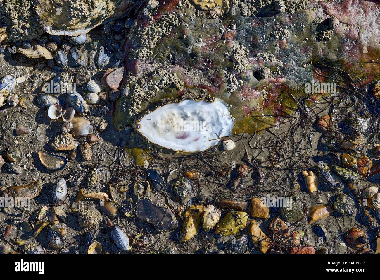 Oyster Shell and Mussel Shells in Mudflats during low Tide in North Sea ...
