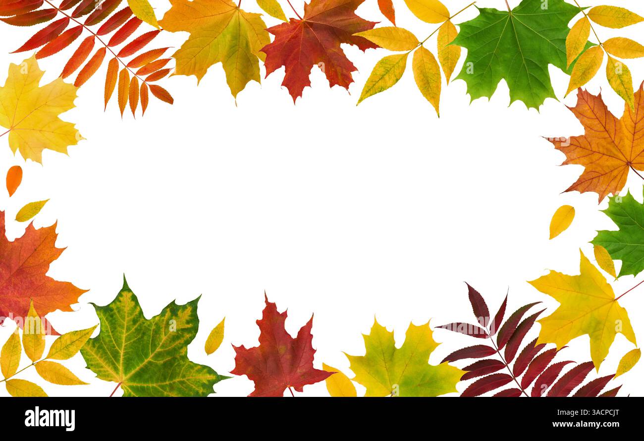 Autumn leaves border in various colors isolated on white background ...