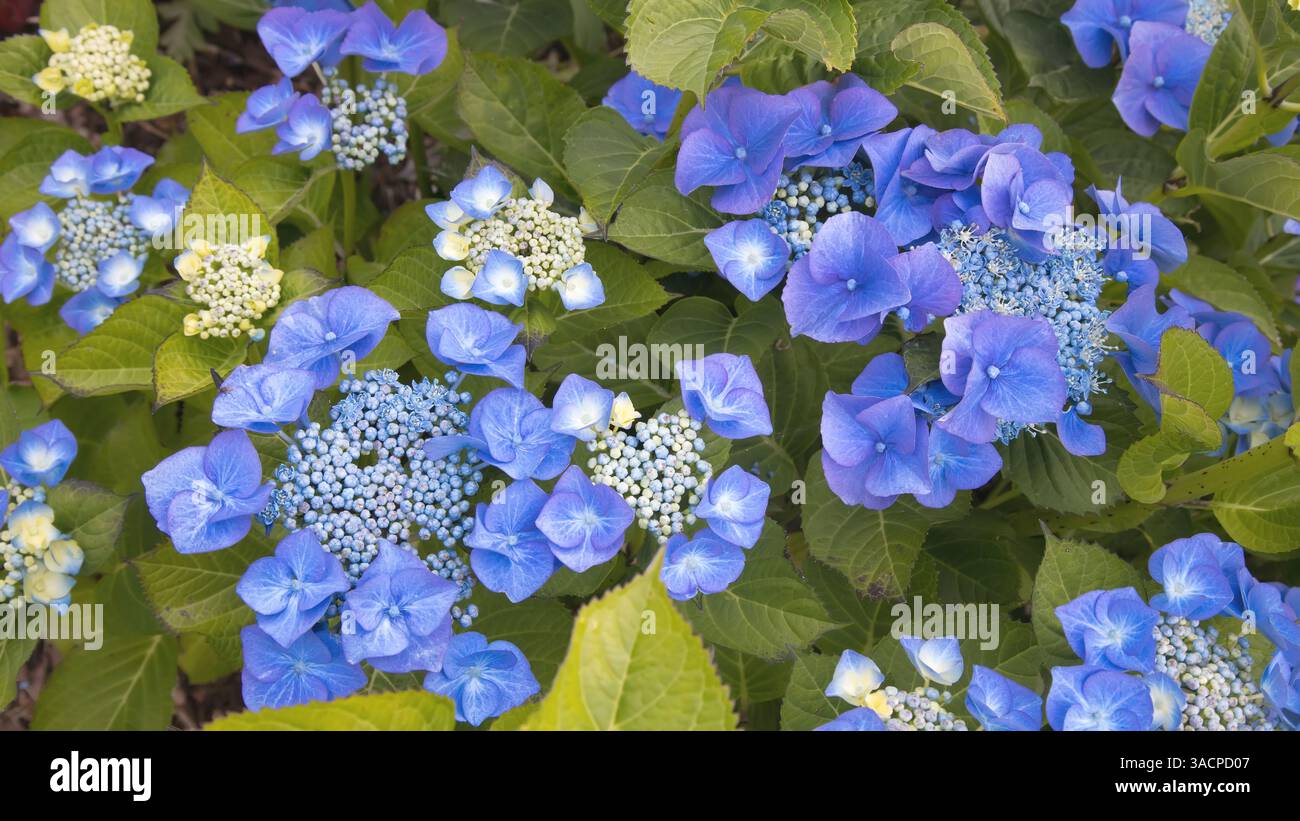 Blue hydrangea flowers in the garden Stock Photo - Alamy