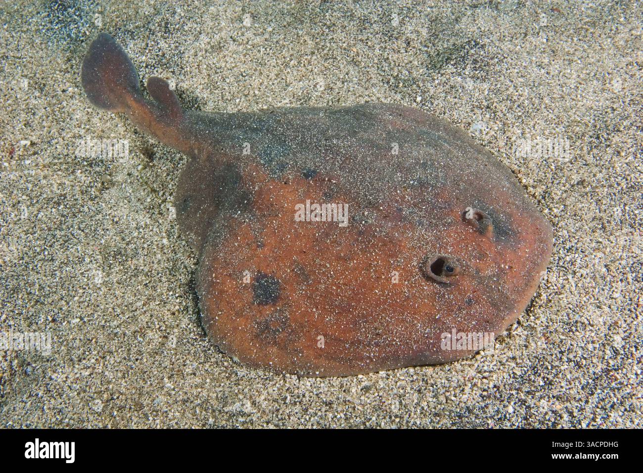 Narke japonica hi-res stock photography and images - Alamy