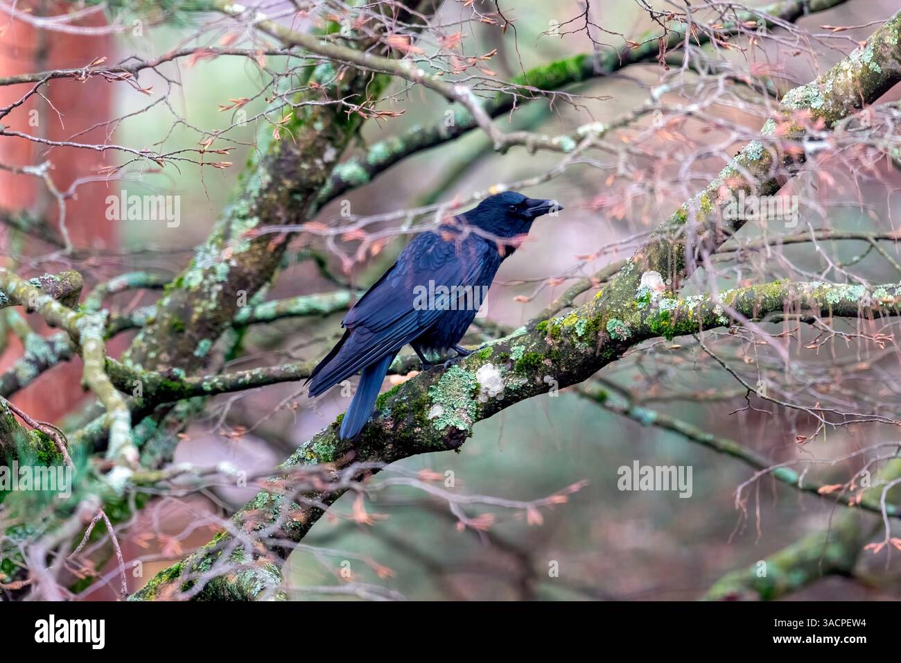 A black crow sits on a branch of a tree in the forest Stock Photo - Alamy