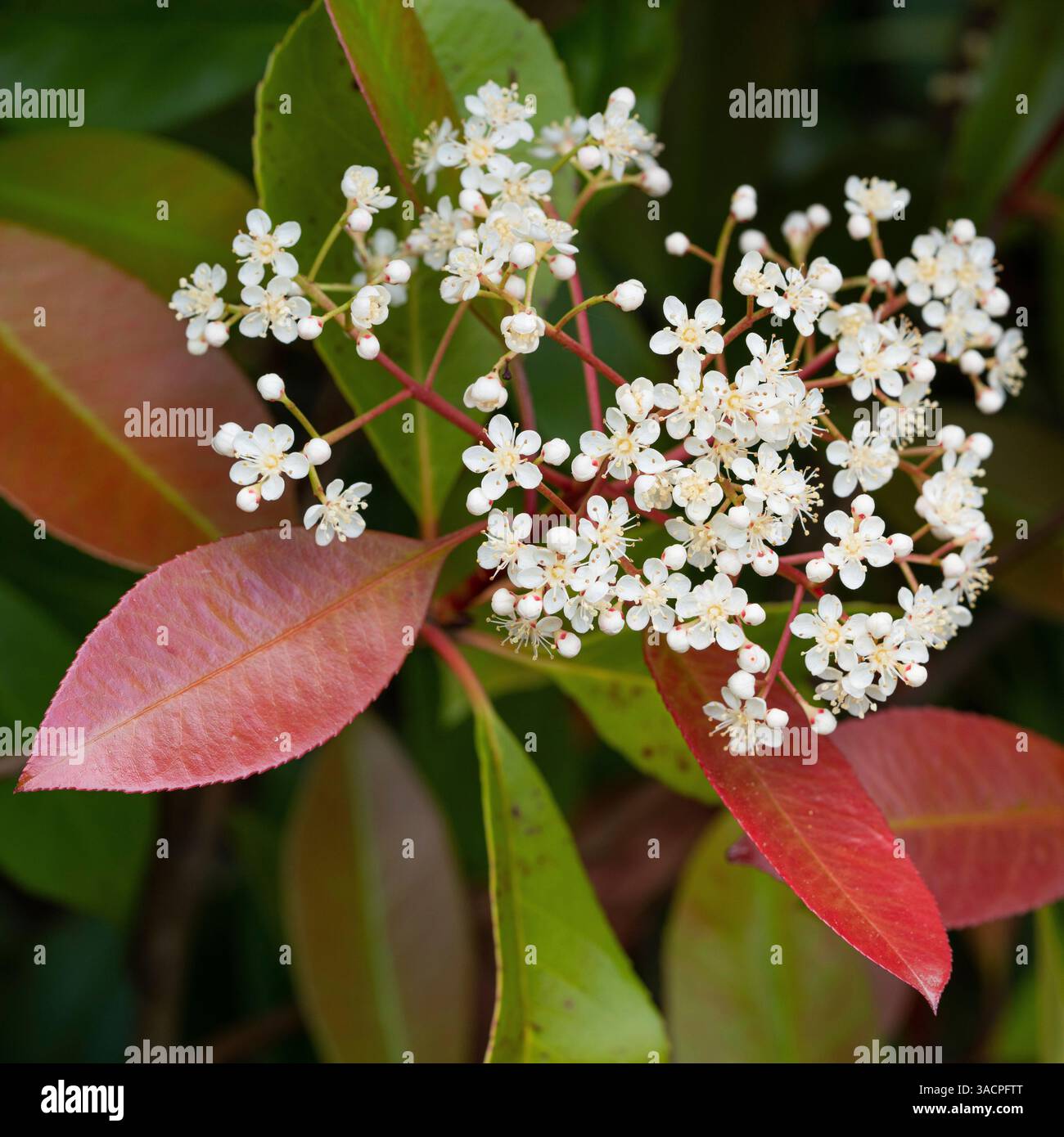 Photinia blossom hi-res stock photography and images - Alamy