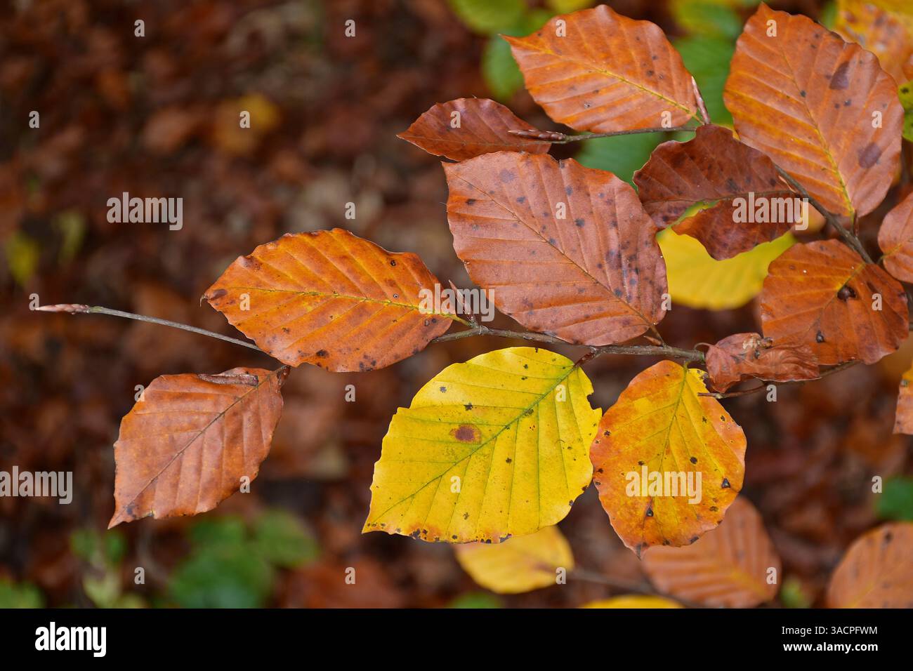 Leaves of the copper beech, Fagus sylvatica, in fall Stock Photo - Alamy