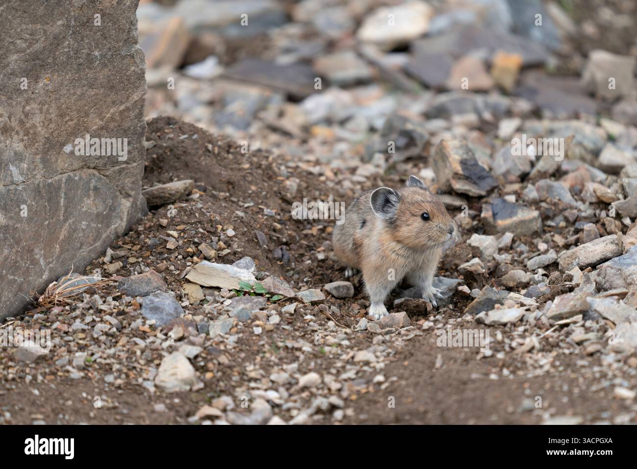 American pika (Ochotona princeps), Banff National Park, Alberta, Canada ...
