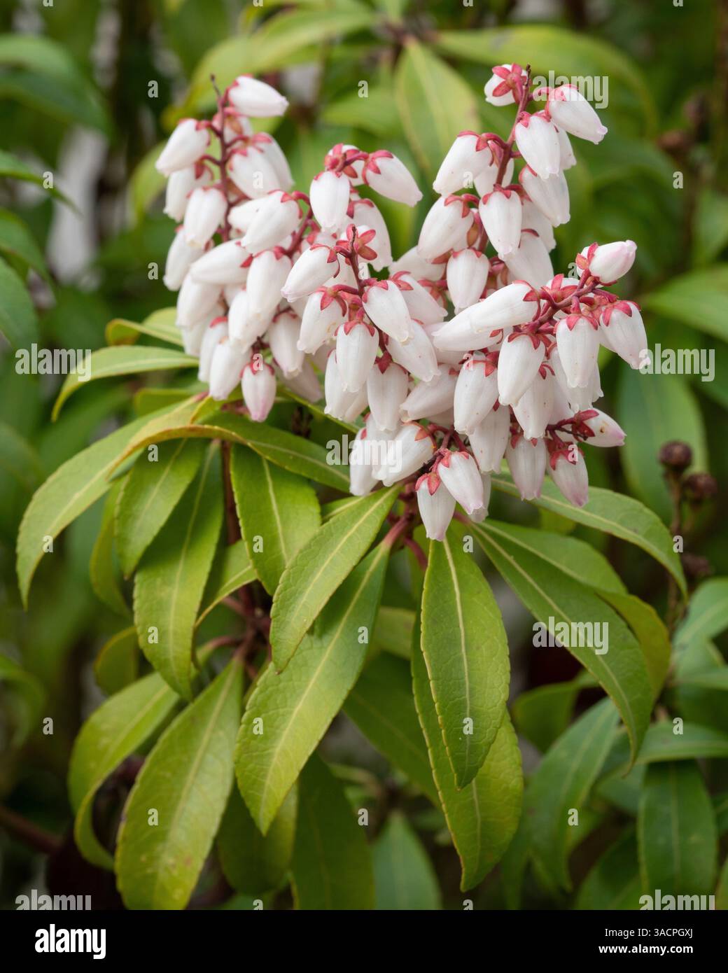 Japanese andromeda (Pieris japonica), close up of the flower head Stock ...