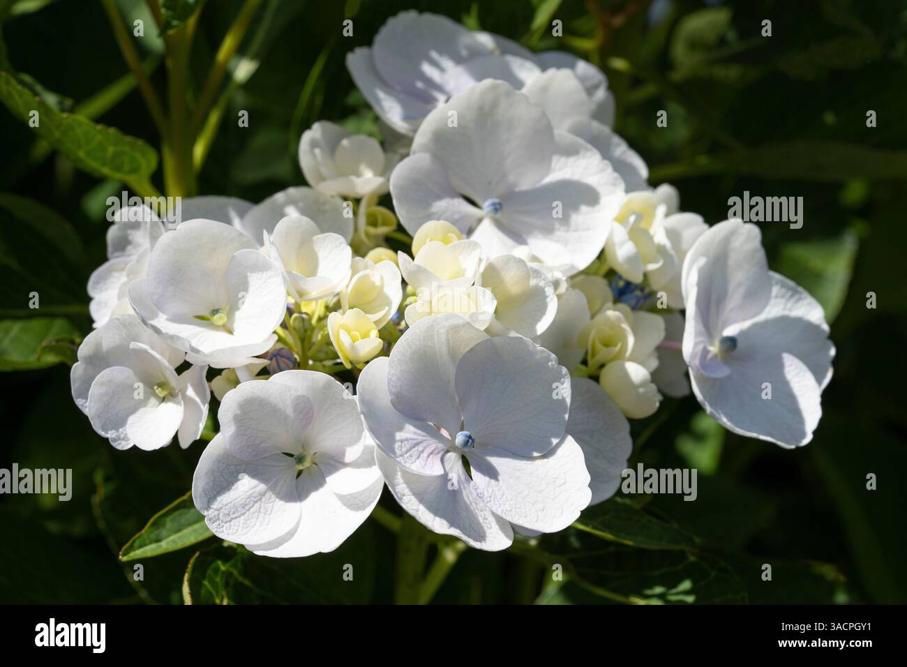 Penny mac (Hydrangea macrophylla), flowers of summer Stock Photo - Alamy