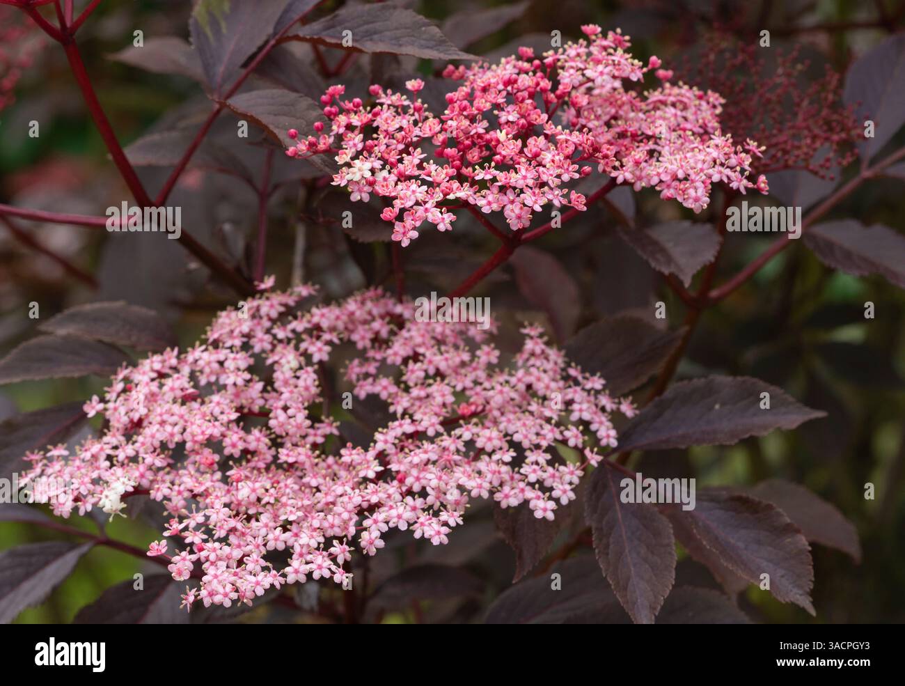 Black elder (Sambucus nigra), close up of the flower head Stock Photo ...