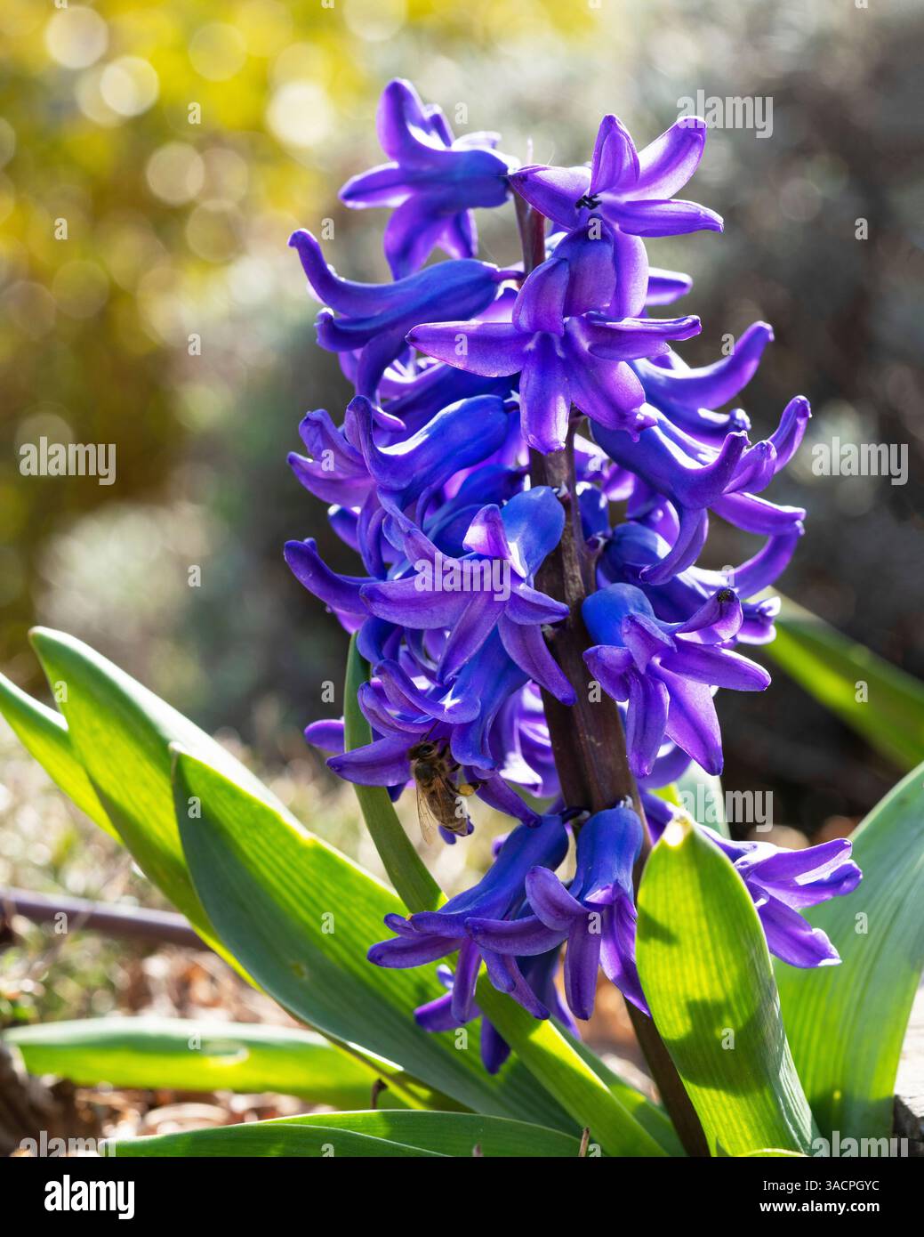 Common Hyacinth (Hyacinthus orientalis), flowers of springtime Stock Photo - Alamy
