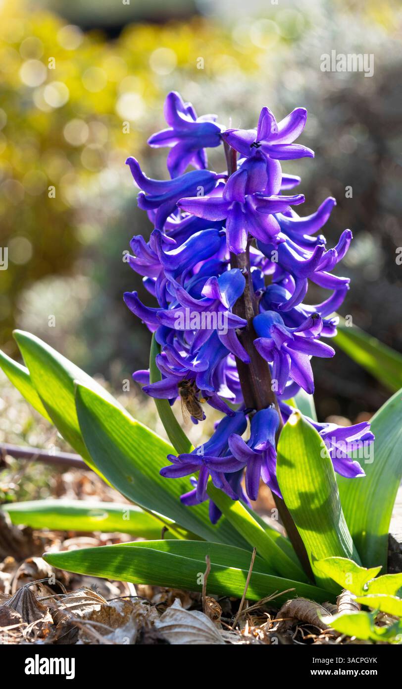 Common Hyacinth (Hyacinthus orientalis), flowers of springtime Stock Photo - Alamy