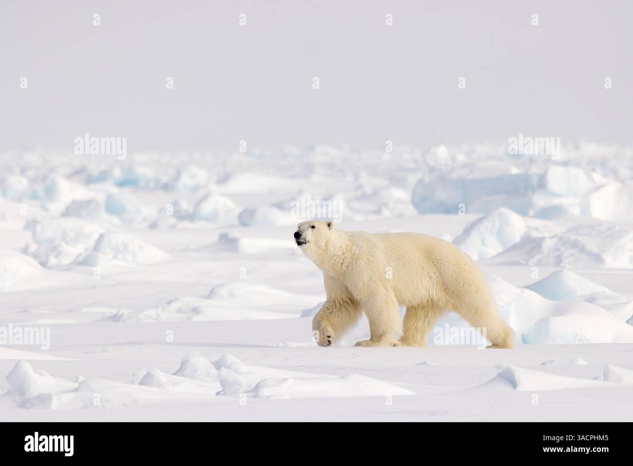 Inquisitive young male Polar Bear on the ice of a frozen fjord, Baffin Island, Nunavut, Canada ...
