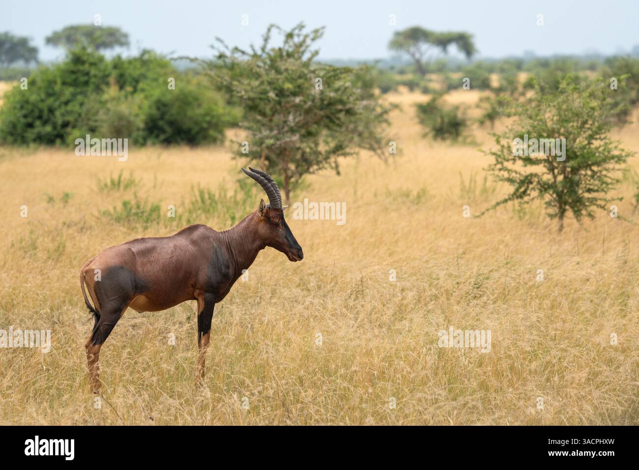 Topi (Damaliscus jimela), Ishasha National Park, Uganda Stock Photo - Alamy