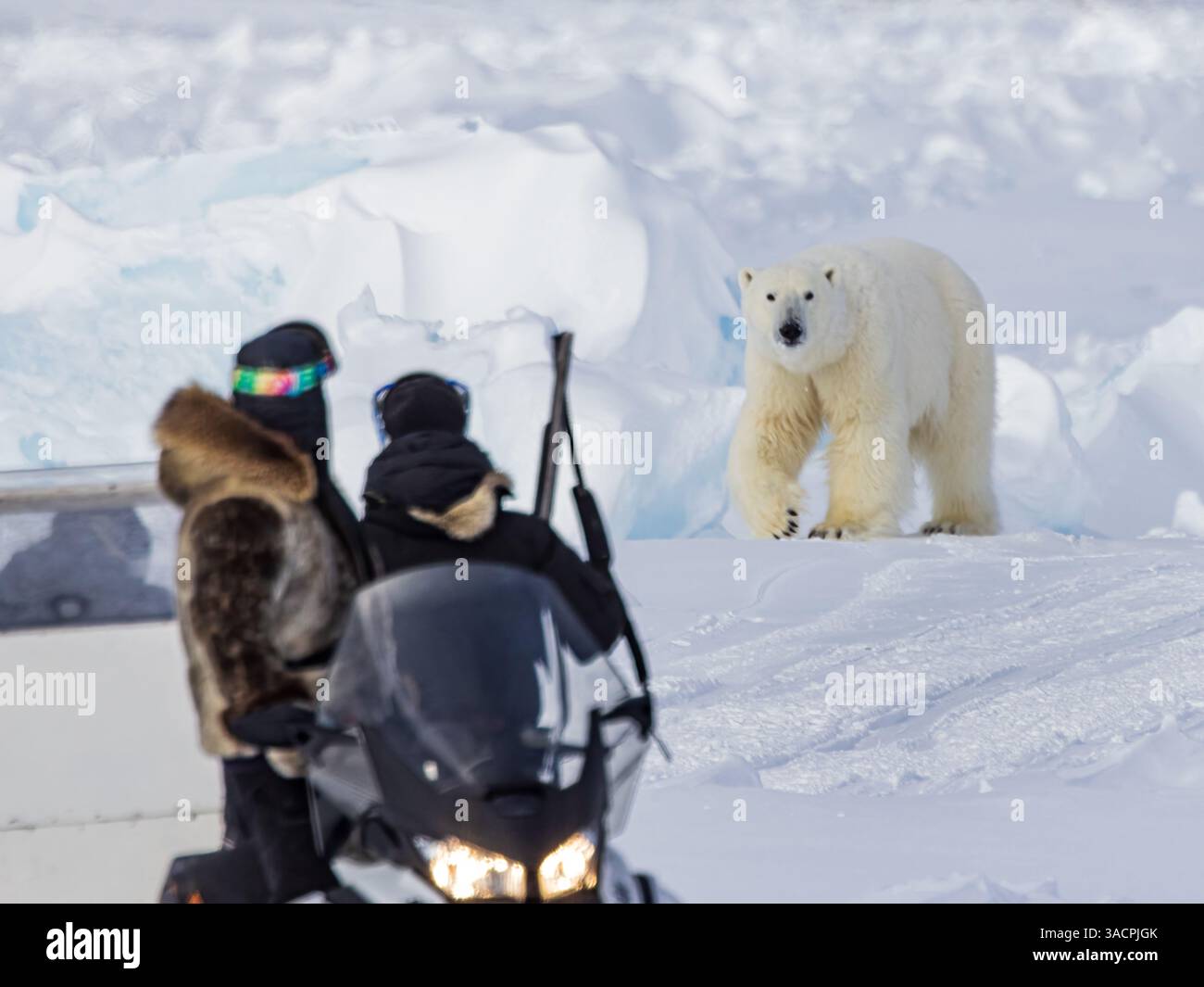 Guides watch an approaching inquisitive young male Polar Bear on the ice of a frozen fjord ...