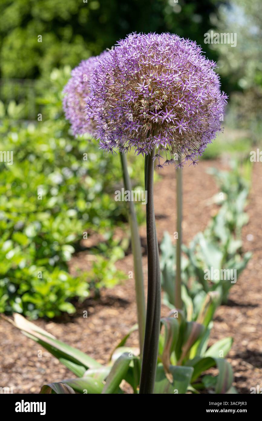 Giant onion (Allium giganteum), close up image of the flower head Stock ...
