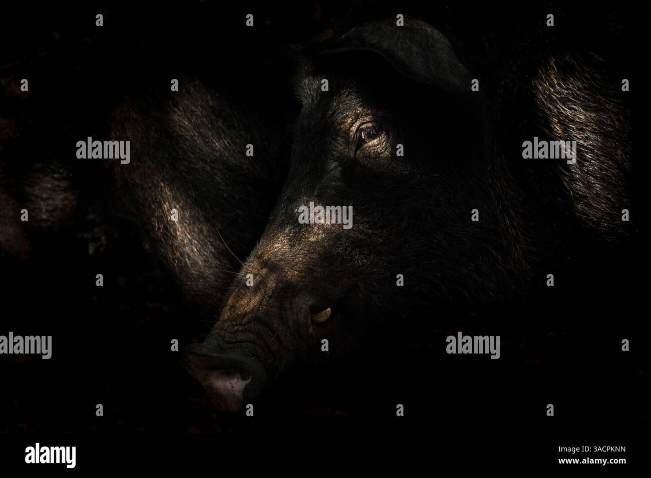 Greece, Kalamos Island, wild boar in the shade Stock Photo - Alamy