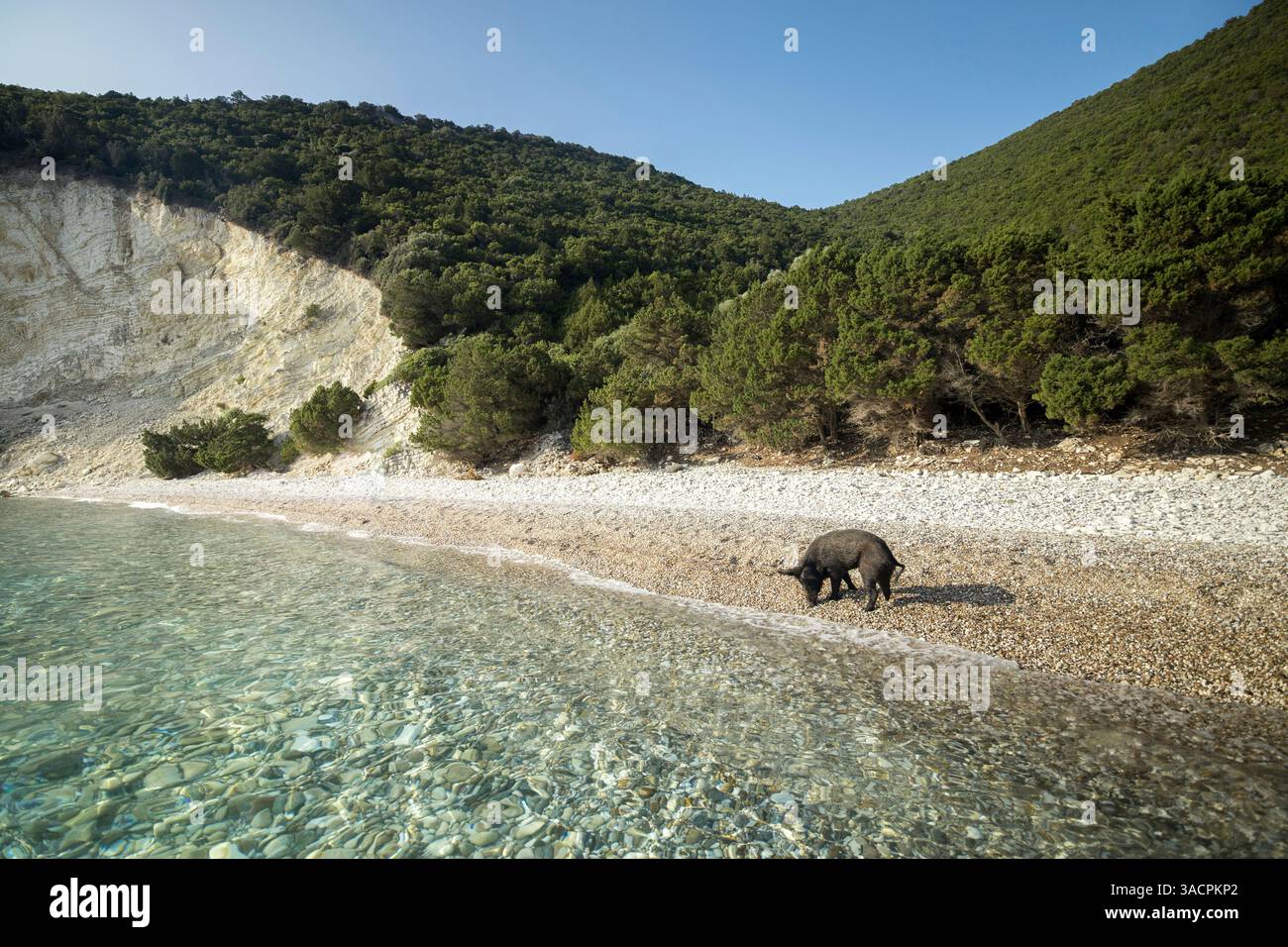 Greece, Kalamos Island, wild boar on the beach Stock Photo - Alamy