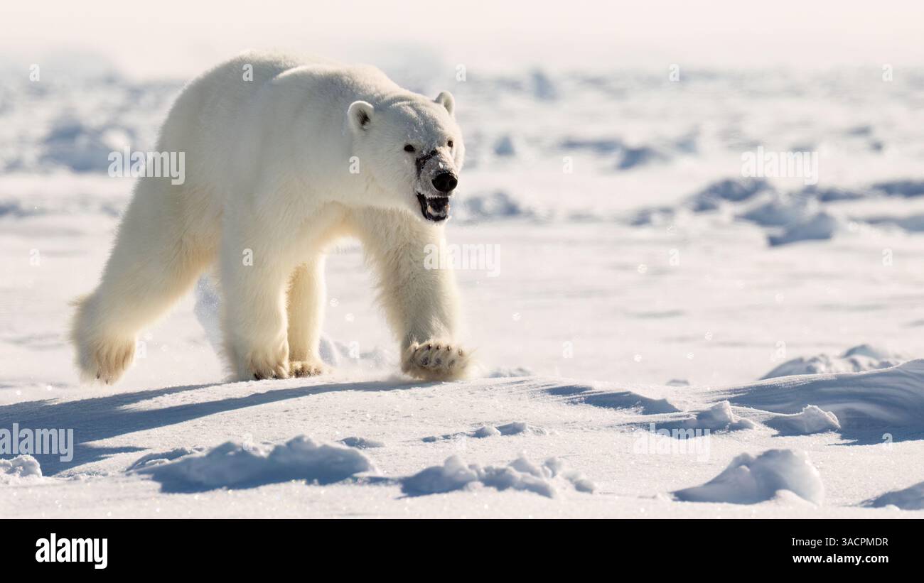 Female (sow) Polar Bear on the ice of a frozen fjord, Baffin Island ...