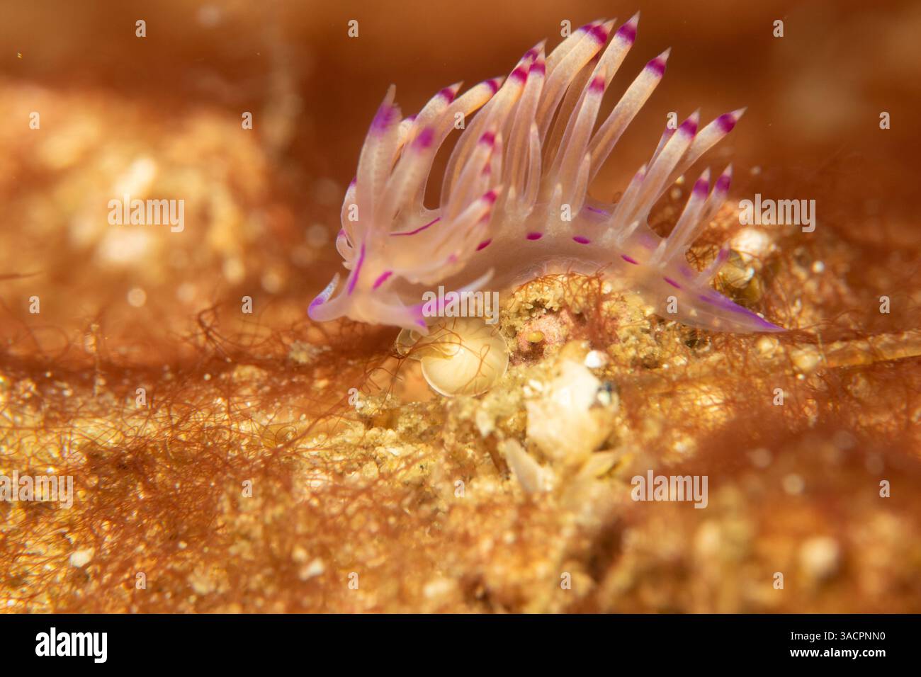 A beautiful sea slug in purple and white color. Nudibranch Flabellina ...
