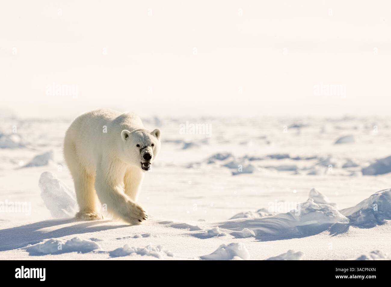 Female (sow) Polar Bear on the ice of a frozen fjord, Baffin Island ...