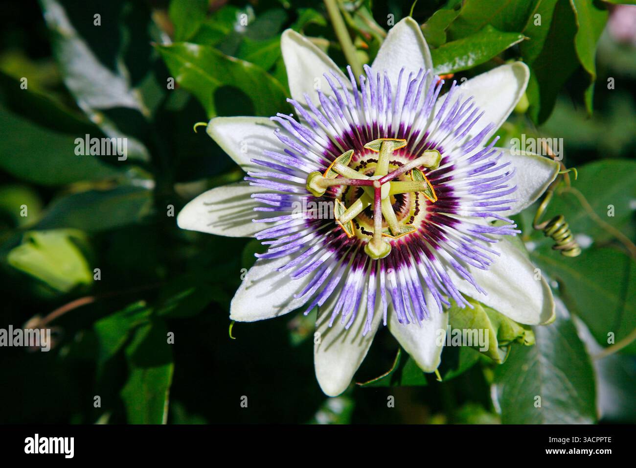 Madeira, flora, blue passion flower, Passiflora caerulea, Portuguese ...