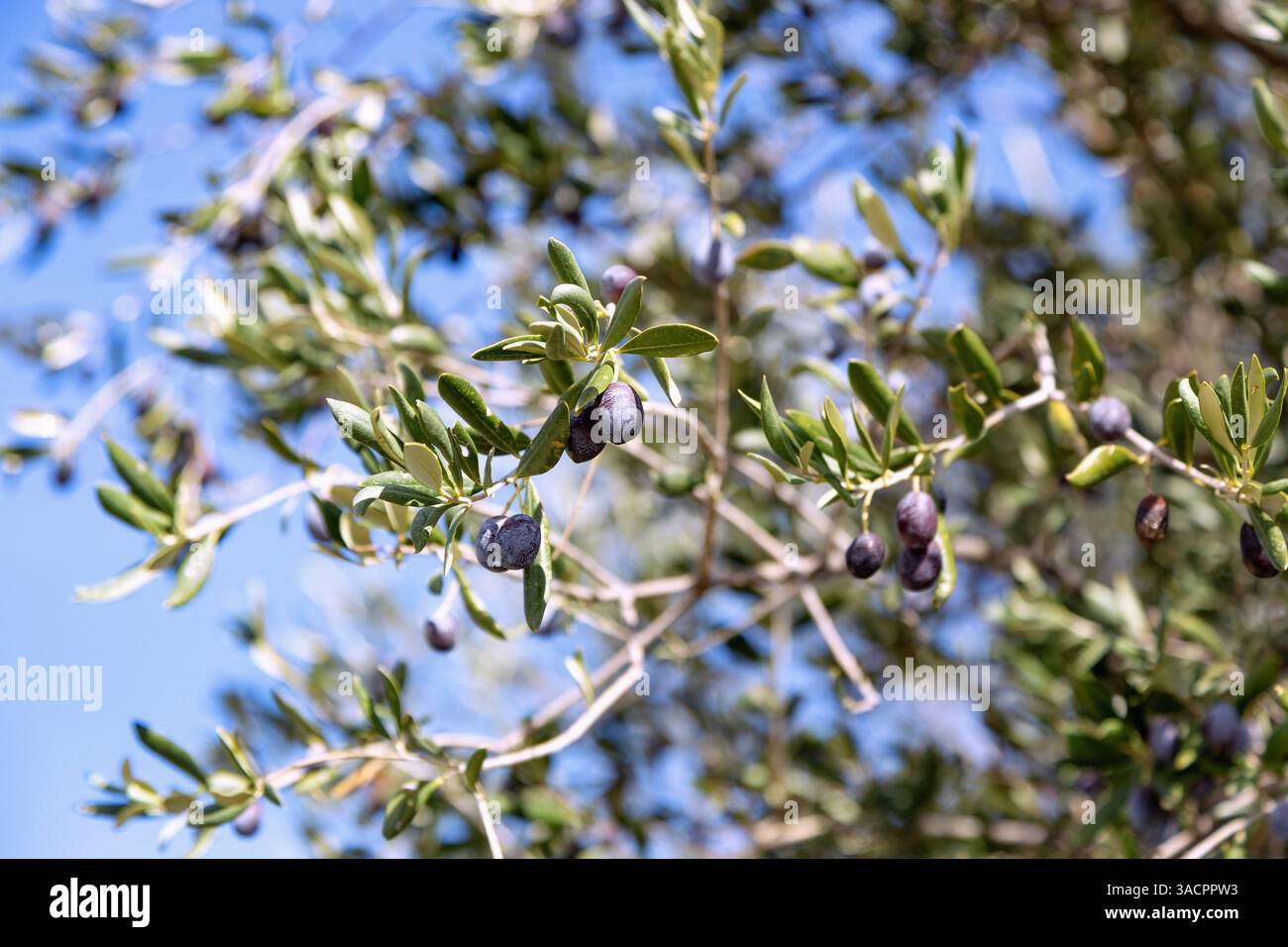 black olives, olive tree, Olea europaea, Greek island, Crete, Greece ...