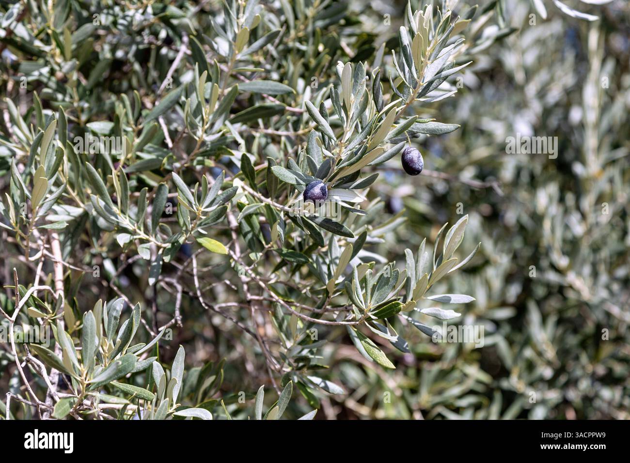 black olives, olive tree, Olea europaea, Greek island, Crete, Greece ...