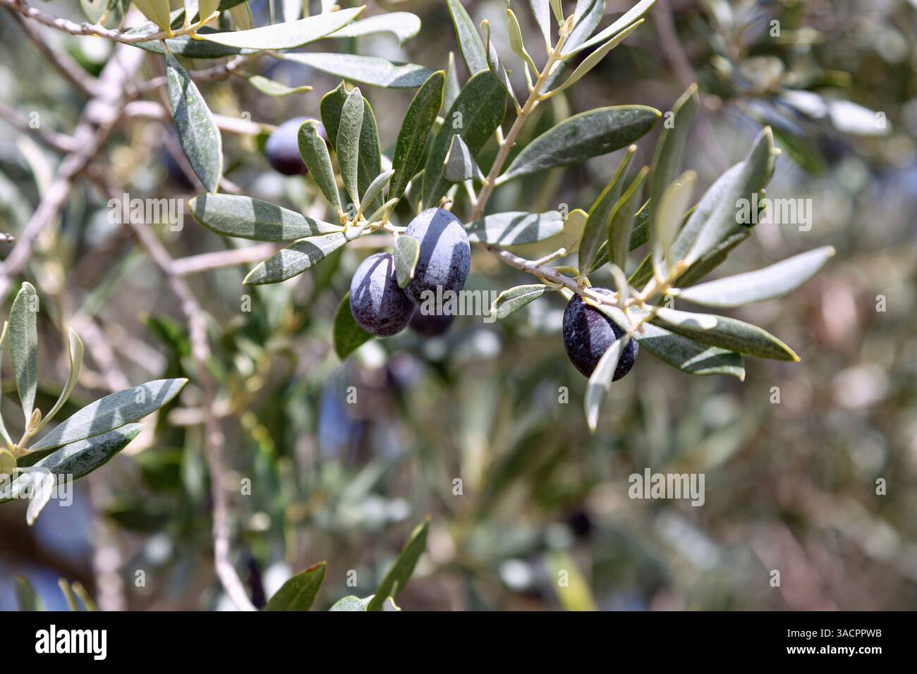 black olives, olive tree, Olea europaea, Greek island, Crete, Greece ...