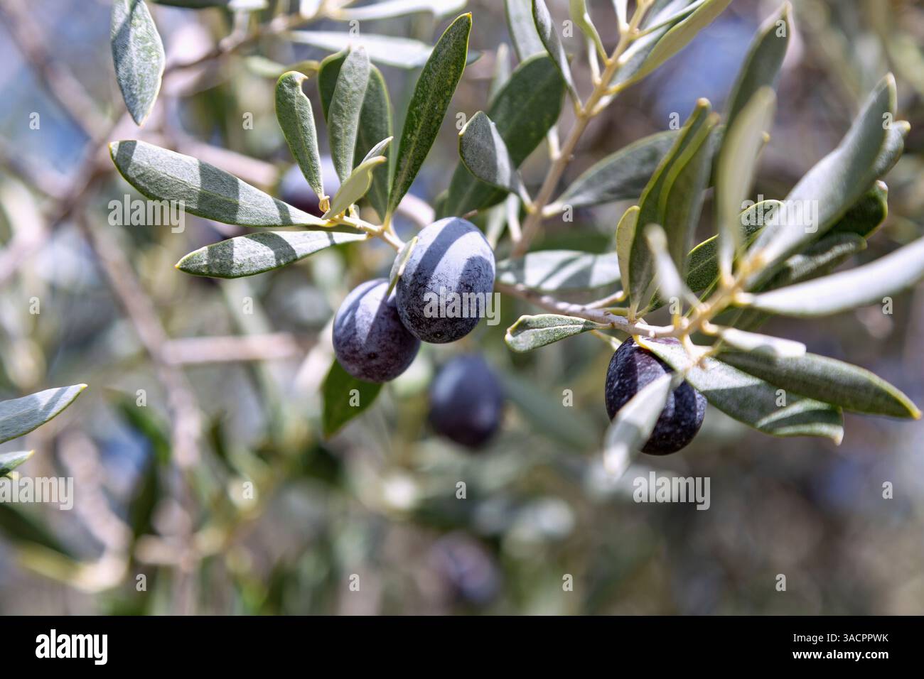 black olives, olive tree, Olea europaea, Greek island, Crete, Greece ...