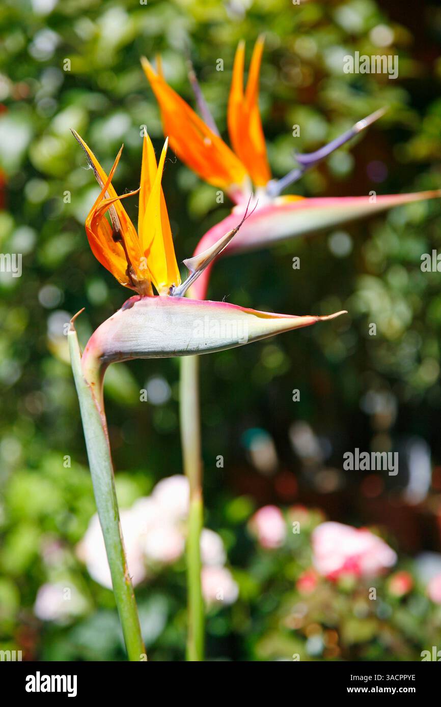 Madeira, flora, Strelitzia Reginae, bird of paradise flower, Portuguese ...