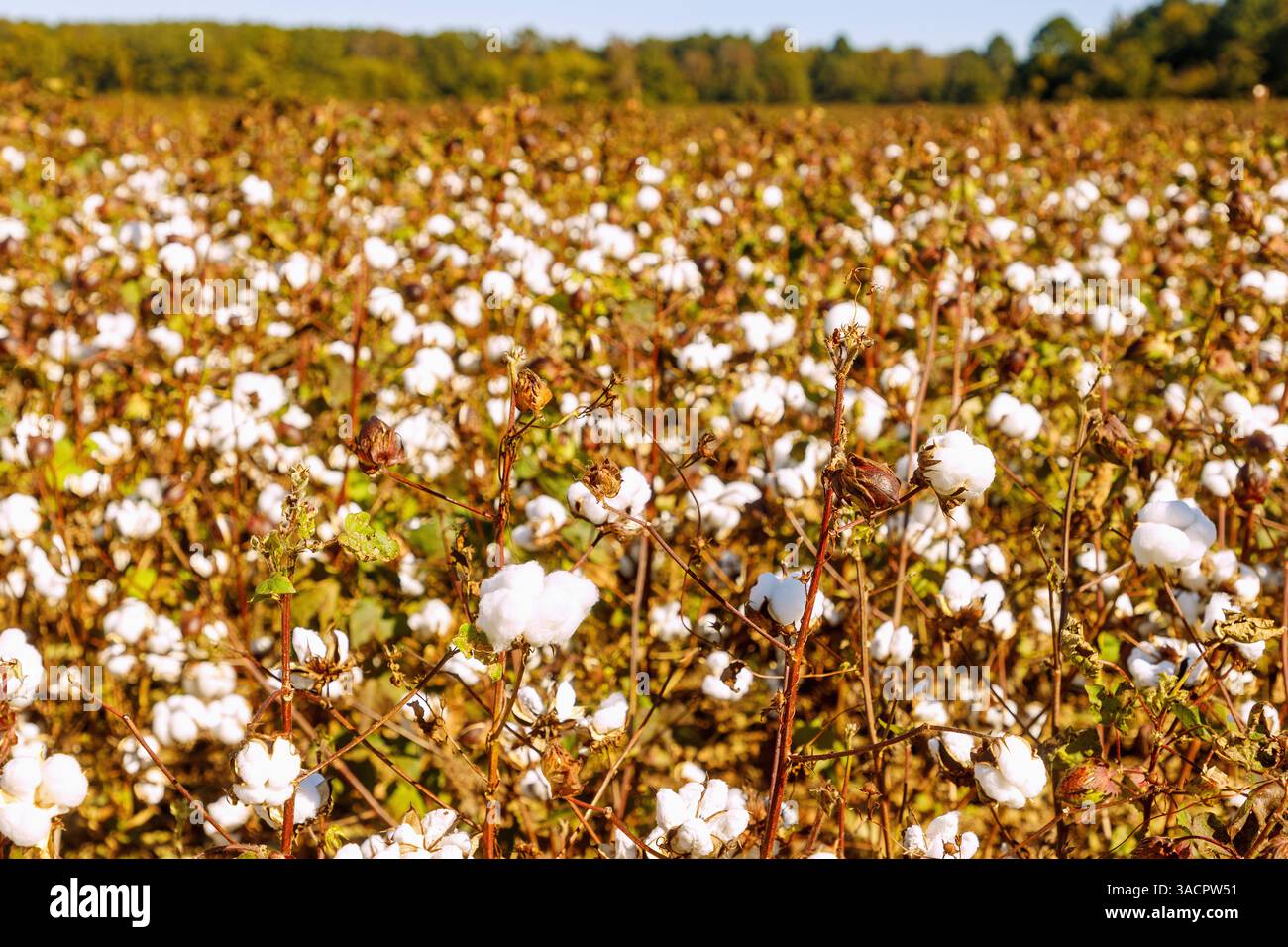 Cotton in bloom on Shirley Plantation Road, Charles City County ...