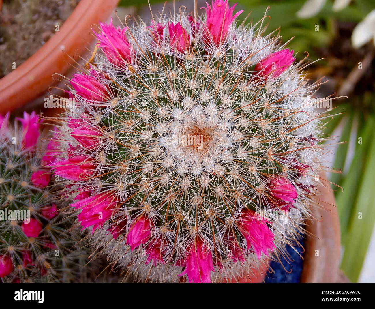 Close up of mammillaria cactus showcasing its beautiful pink flowers hi-res stock photography ...