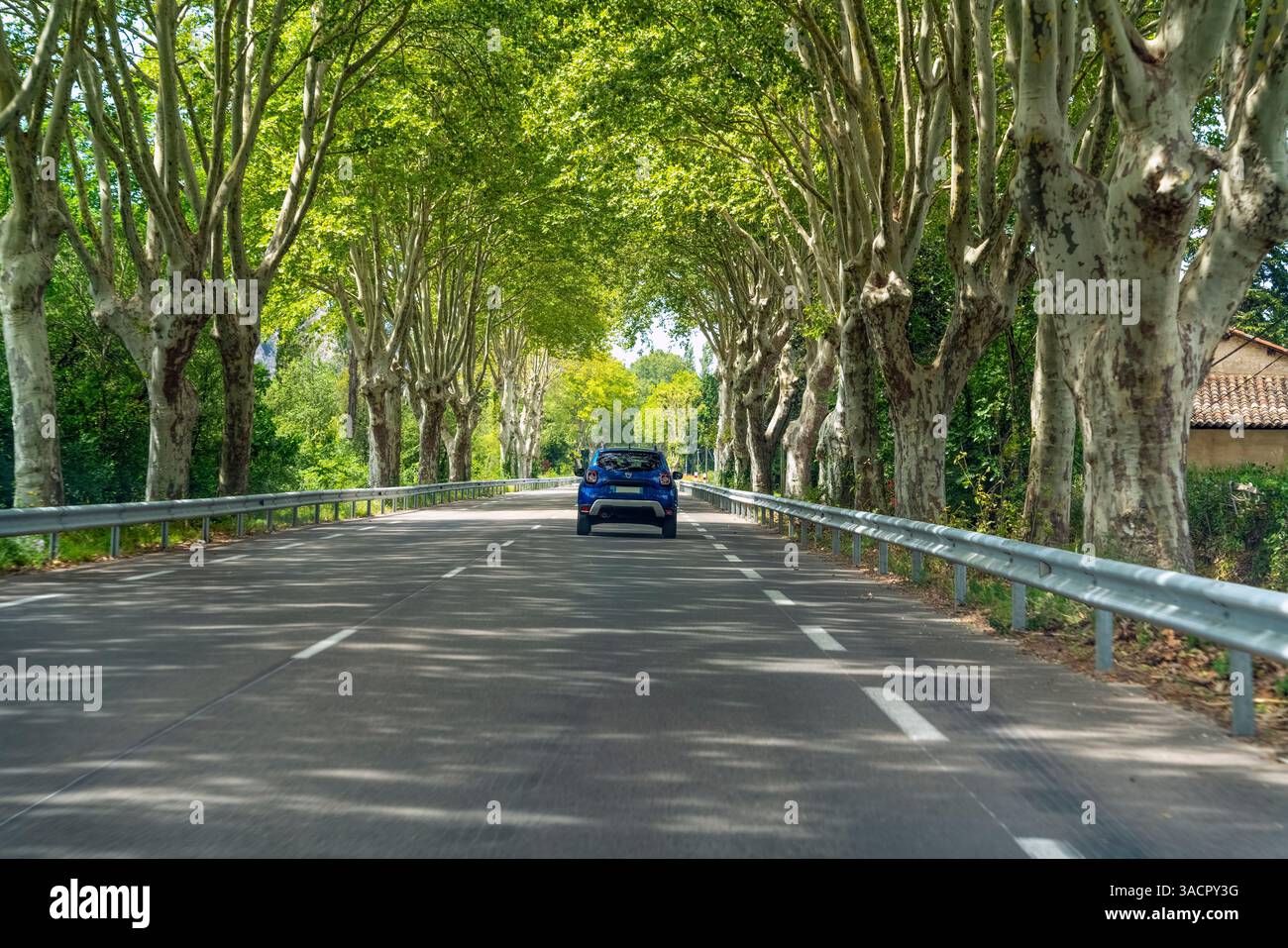 Plane trees provence hi-res stock photography and images - Alamy