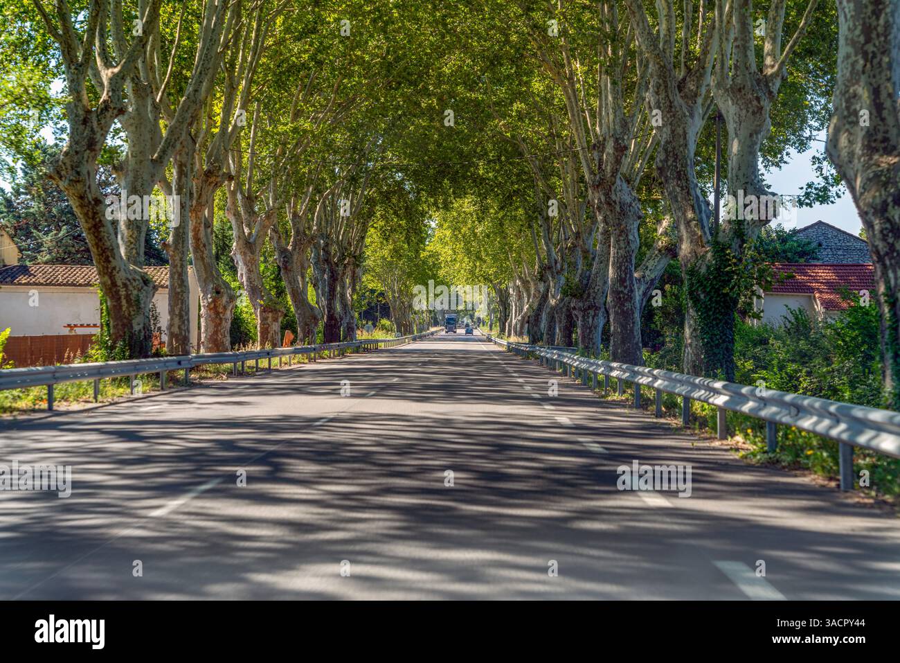 Plane trees provence hi-res stock photography and images - Alamy