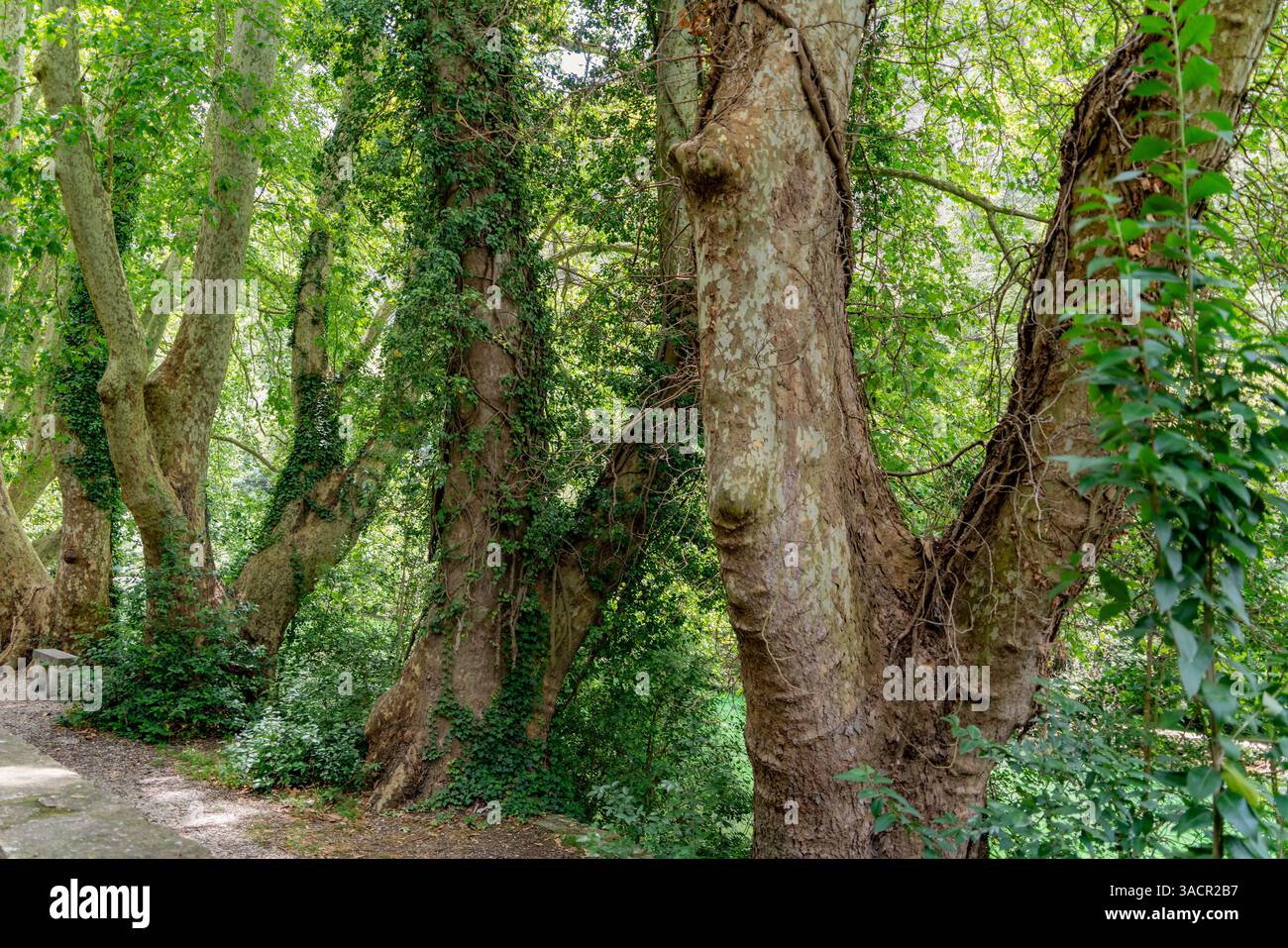 Plane trees provence hi-res stock photography and images - Alamy