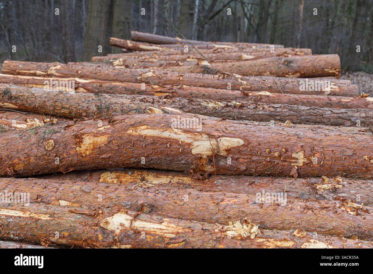 Stacked cut logs in a tranquil forest setting, showcasing natural ...