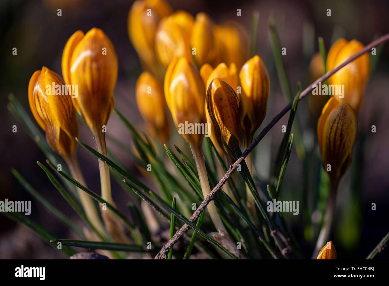 Crocuses in bloom Stock Photo - Alamy